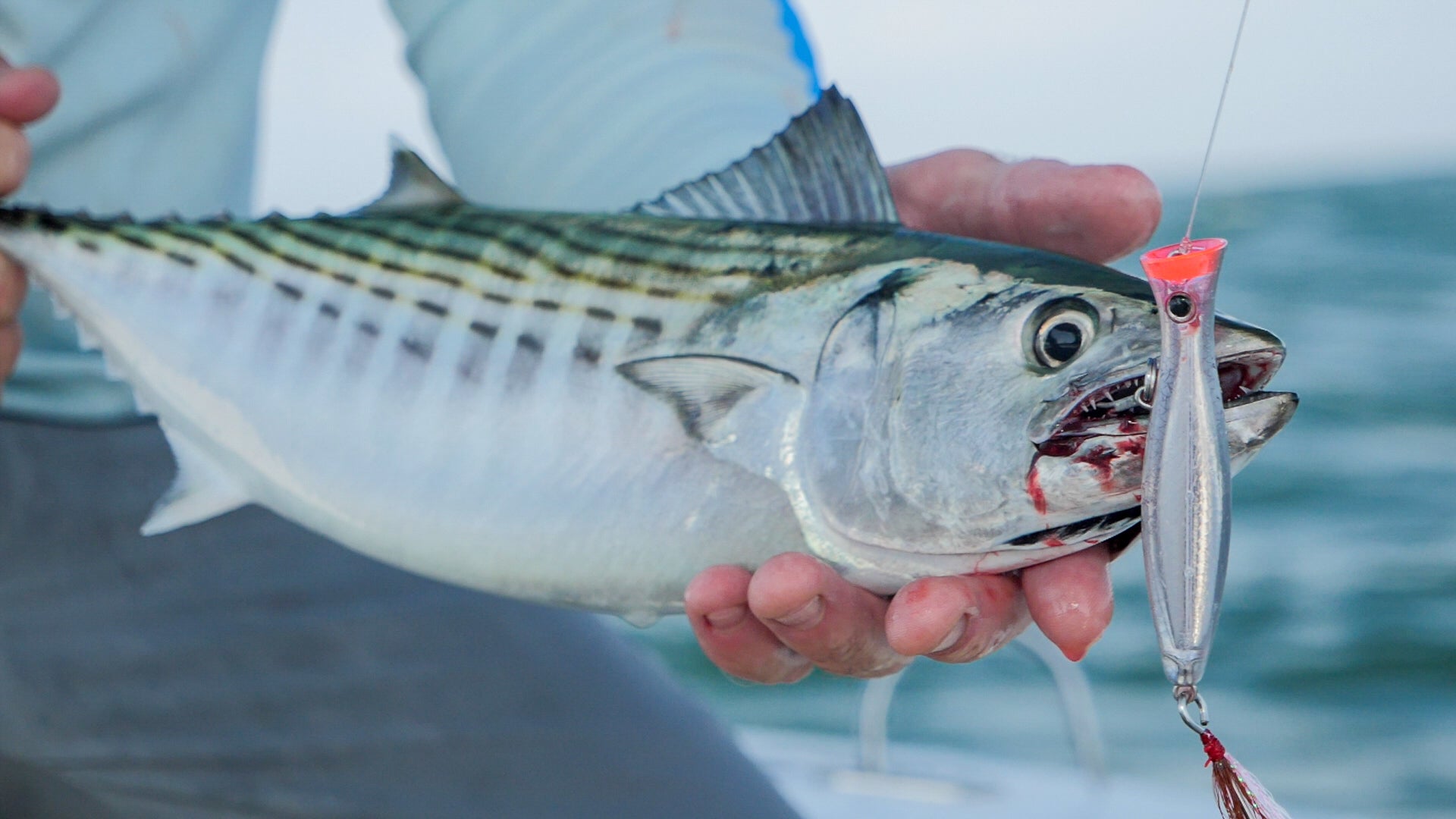 Cape Cod Topwater Popper Bonito Fishing