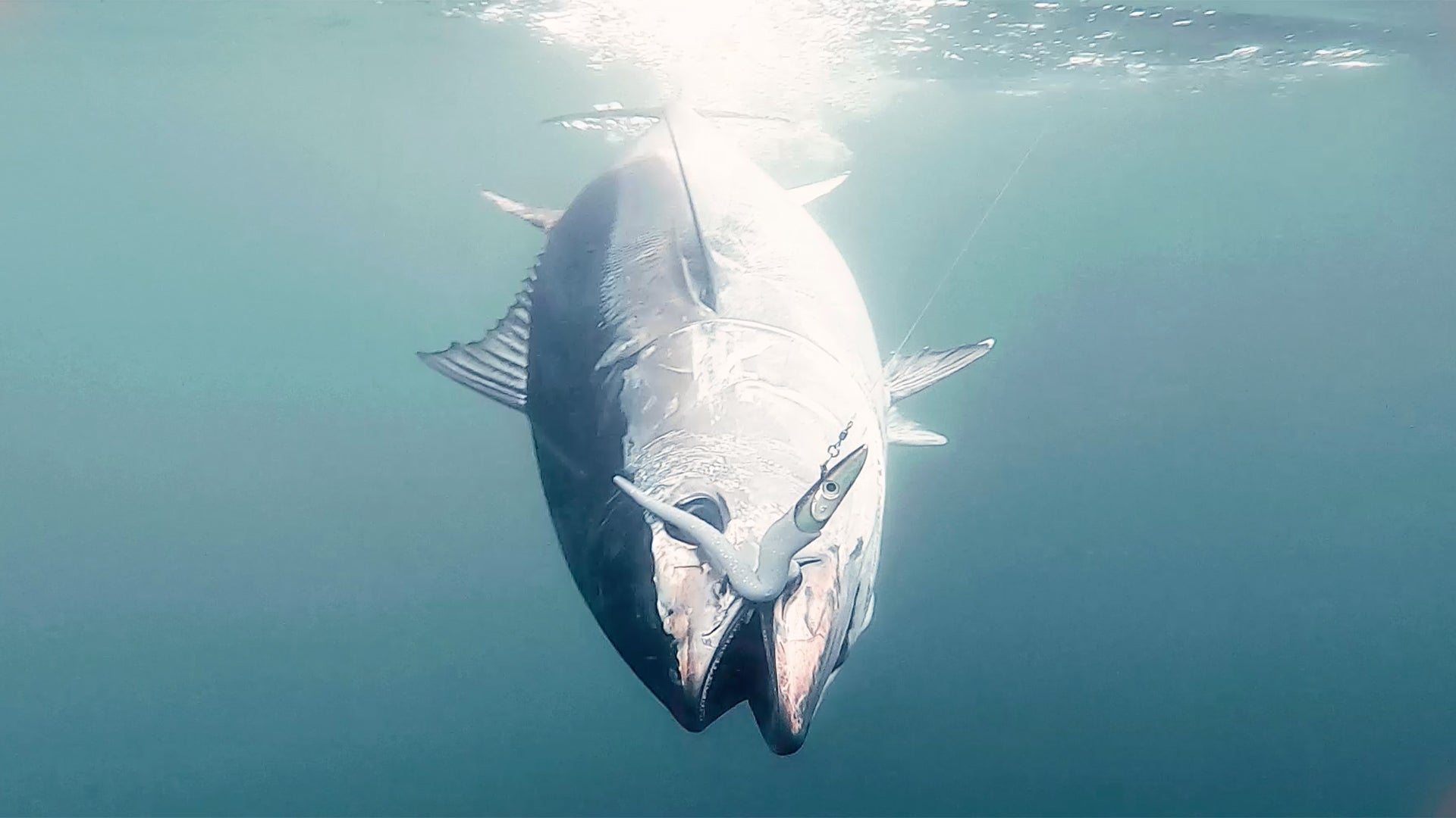 Jig & Pop Harness Jig | Slider Bluefin Tuna