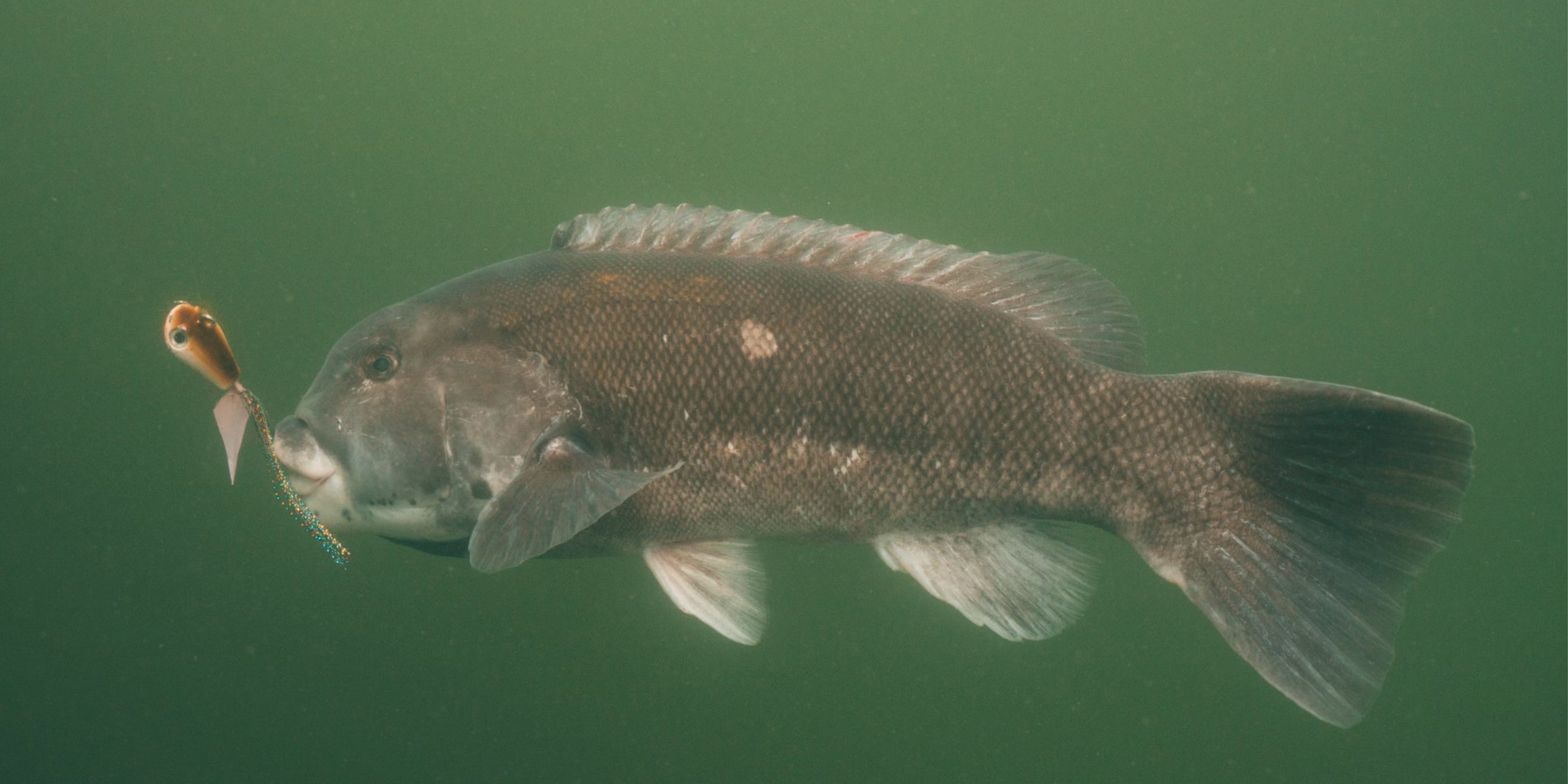 Hogy Lure Company Online Store