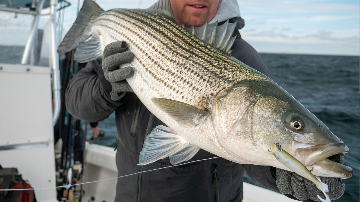 How To: Slowtails For Finicky Surface Sipping Stripers