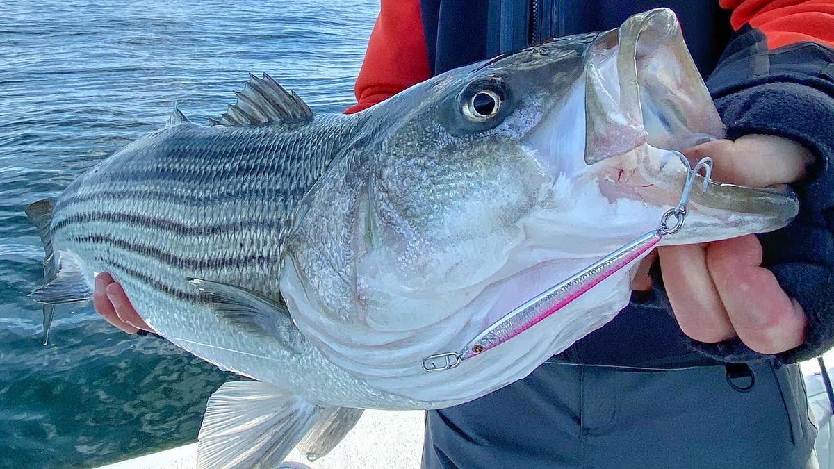 How To: Vertical Jigging For Stripers In Cape Cod Bay