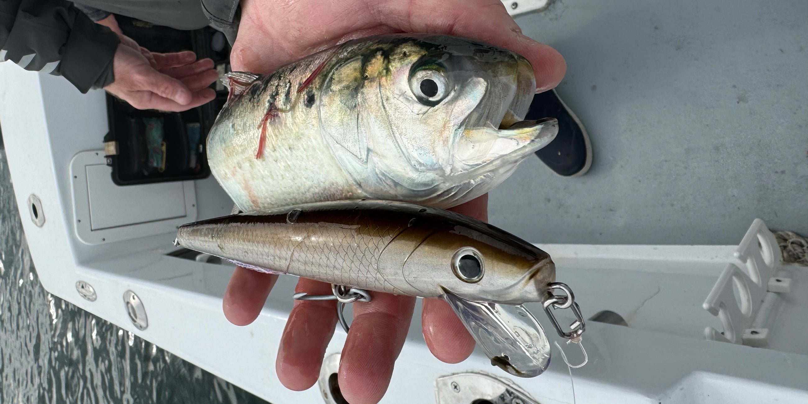 Charter Grade OG Swimmer