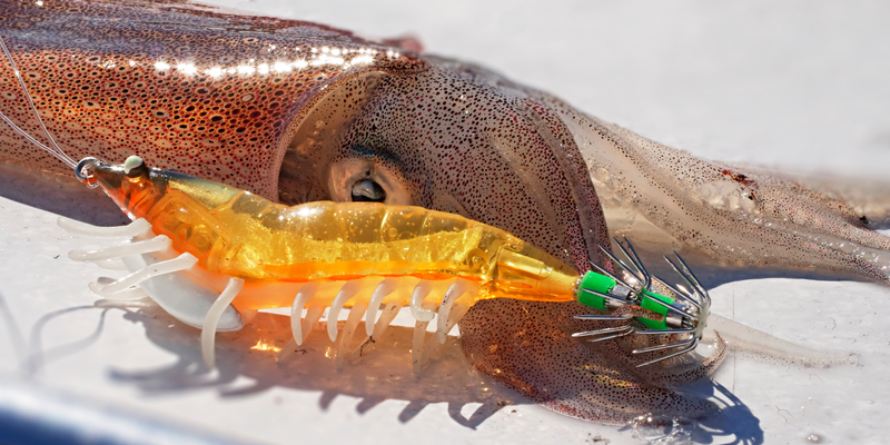 Hogy Lure Company Online Store